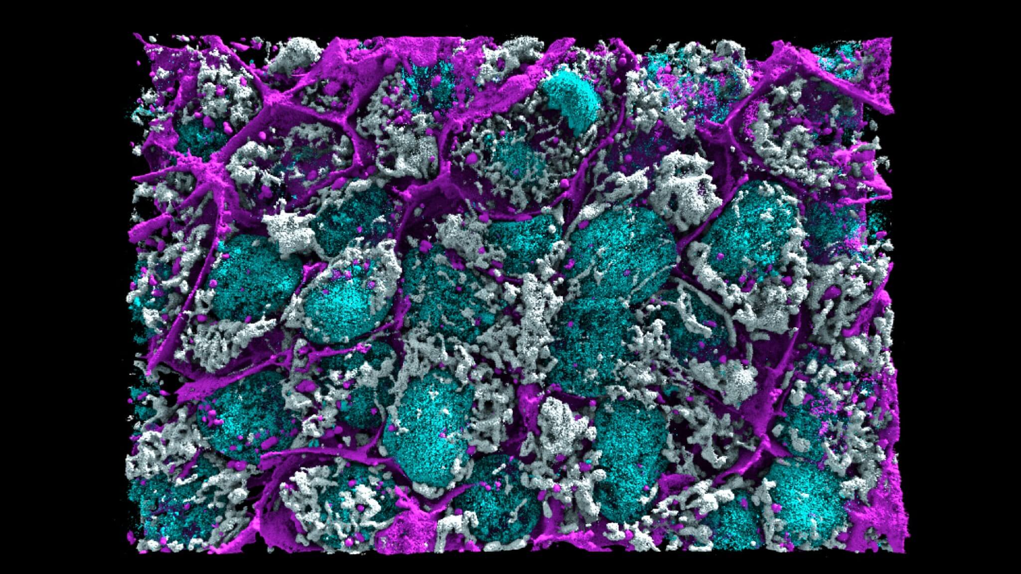 16 inspiring scientific images - Allen Institute