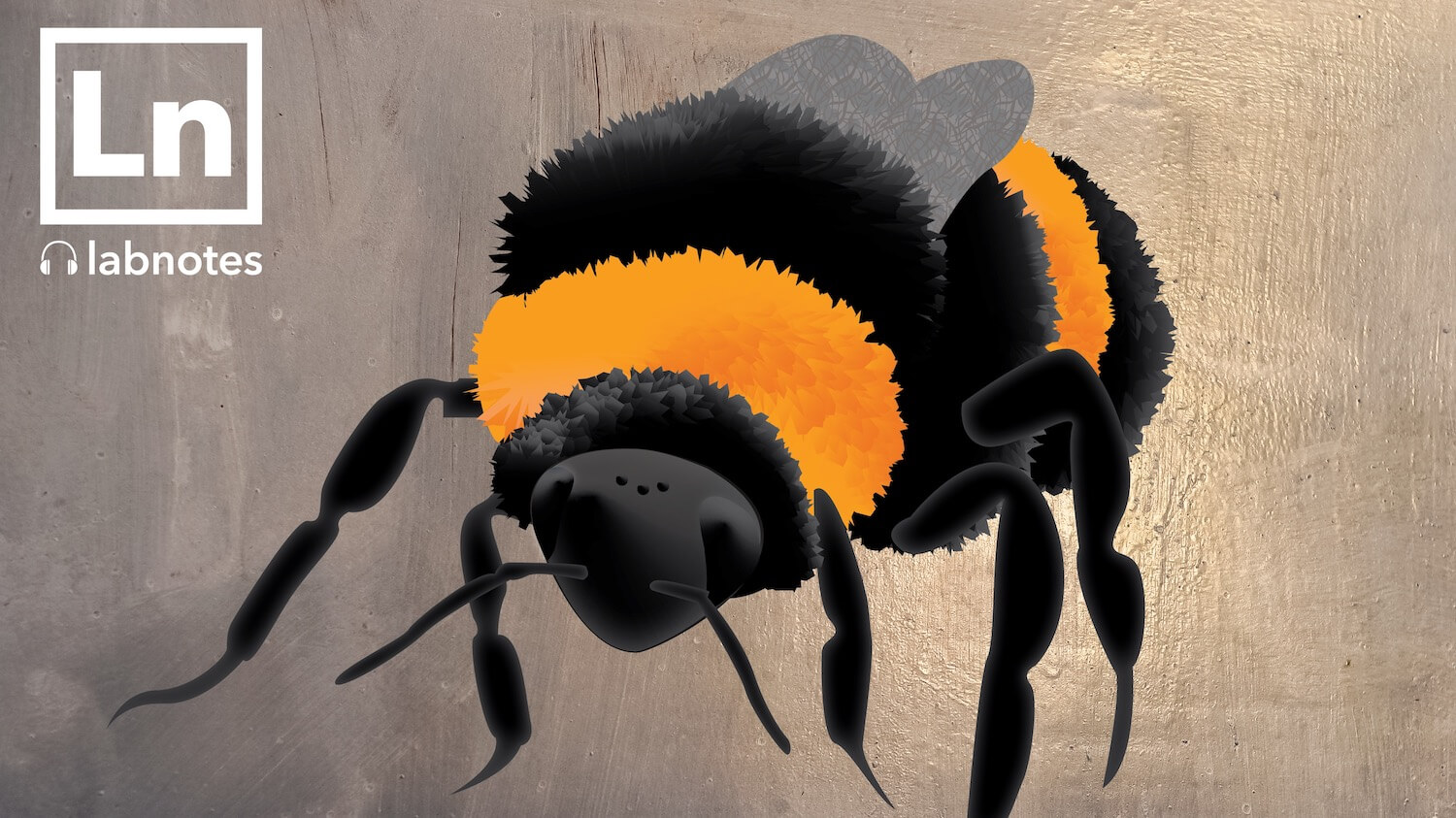 Lab Notes | Bees suffer from social isolation too - Allen Institute