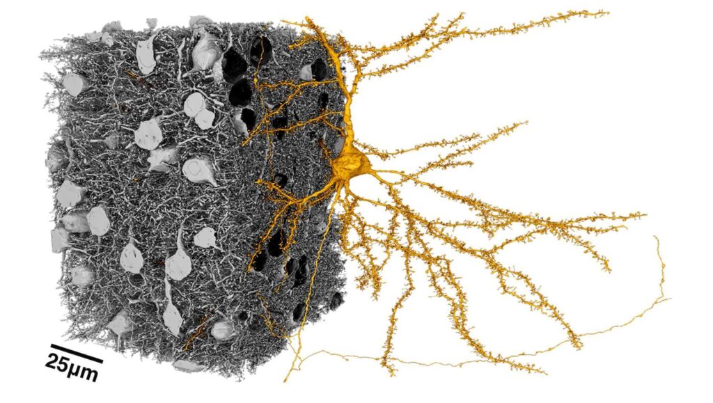 SciShots: Neurons in crisp, clear detail - Allen Institute