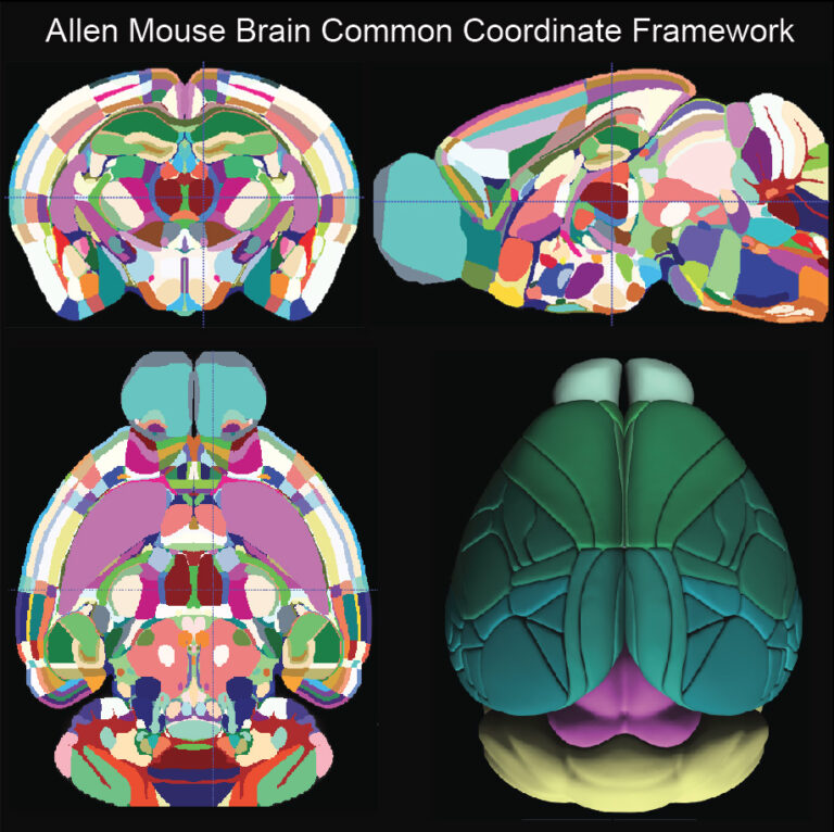 A new high-resolution, 3D map of the whole mouse brain - Allen Institute