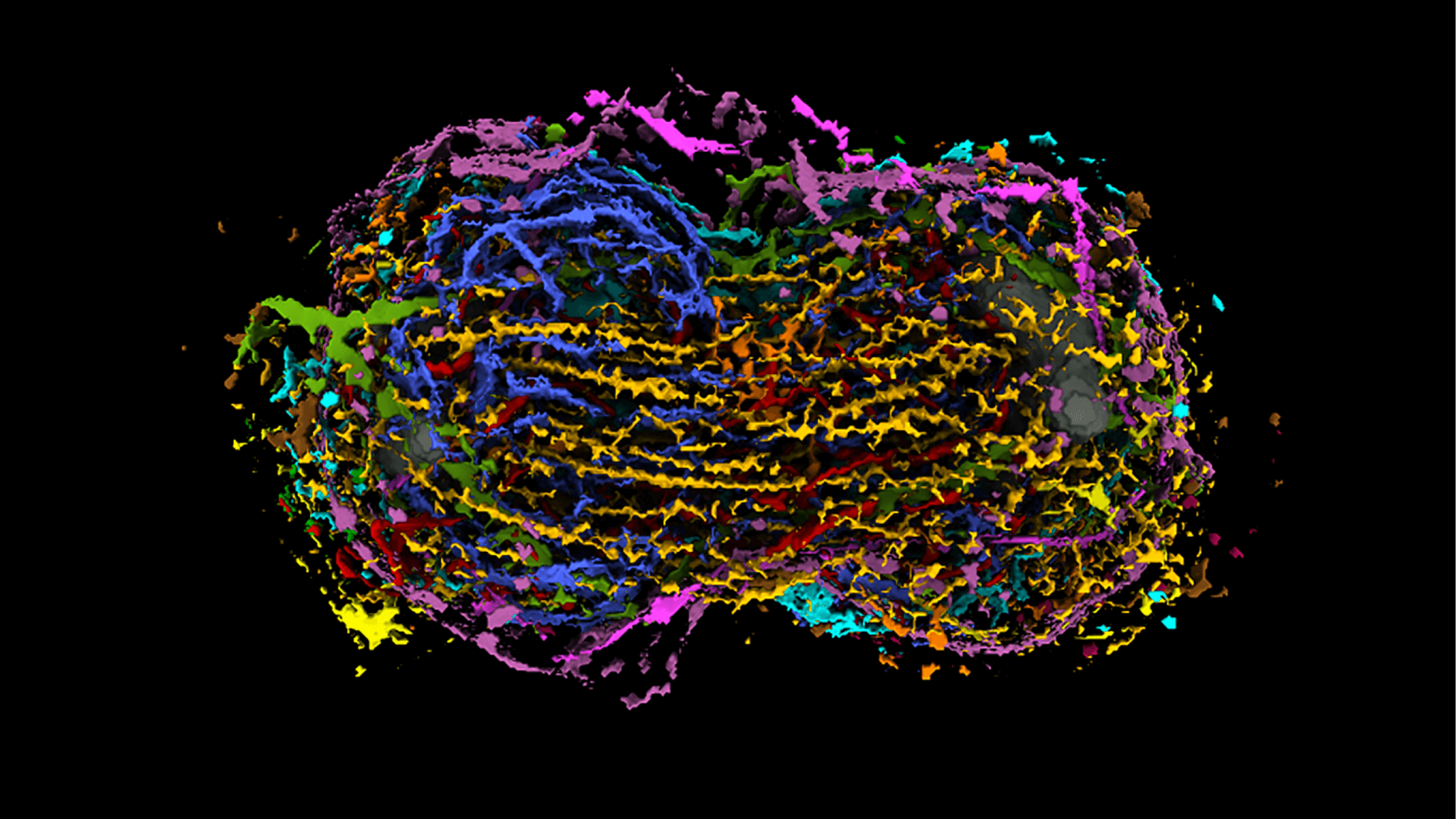 Allen Institute for Cell Science Debuts First Comprehensive View of ...