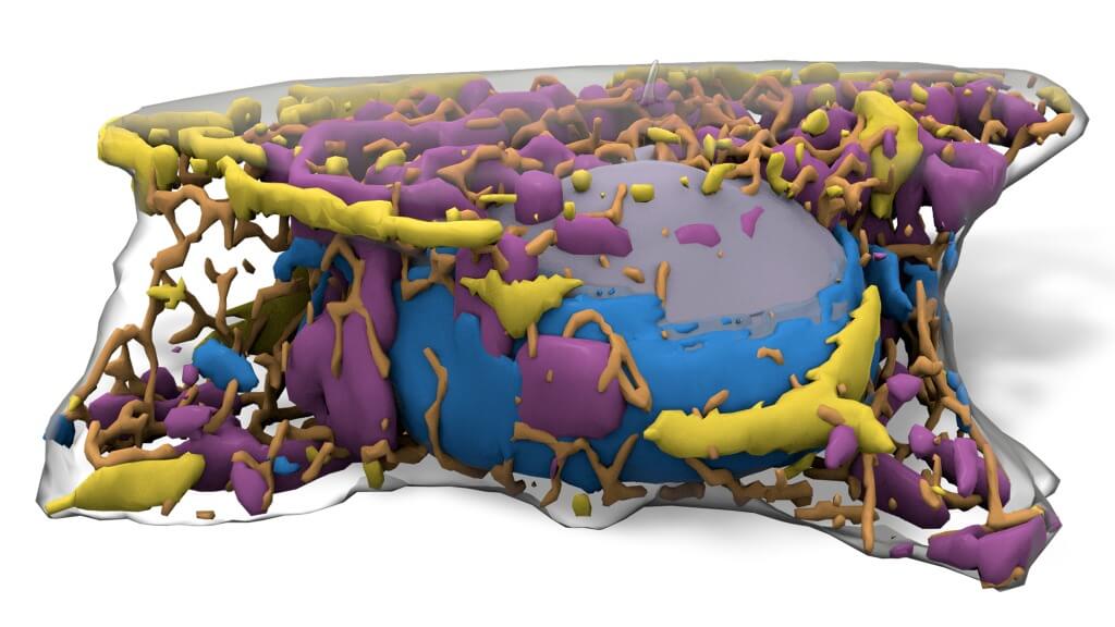 Allen Integrated Cell Released Online - Allen Institute