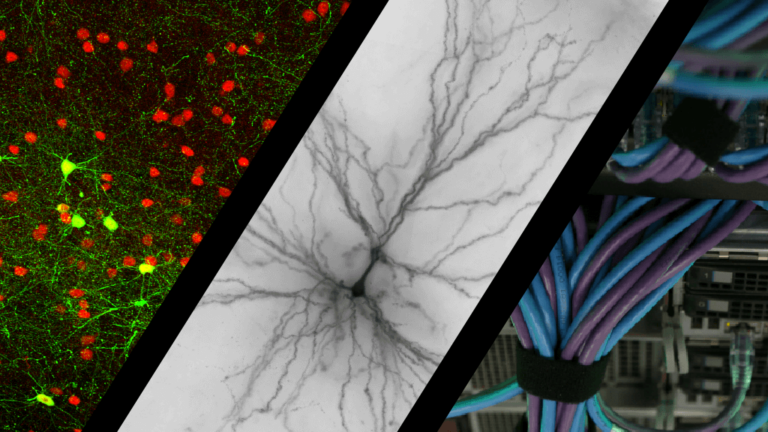 Allen Institute for Brain Science awarded ~$100 million to lead global collaborations that will ...