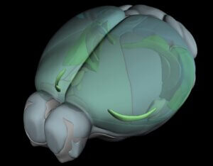 A mysterious brain region: the claustrum - Allen Institute