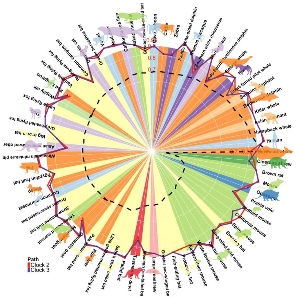 Aging is evolutionary, according to a new molecular ‘clock’ that predicts age in all mammals ...