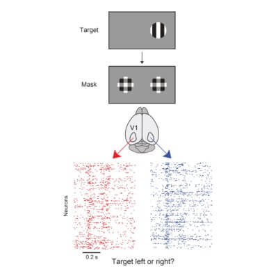 Delving into the science of a mystifying optical illusion: visual ...