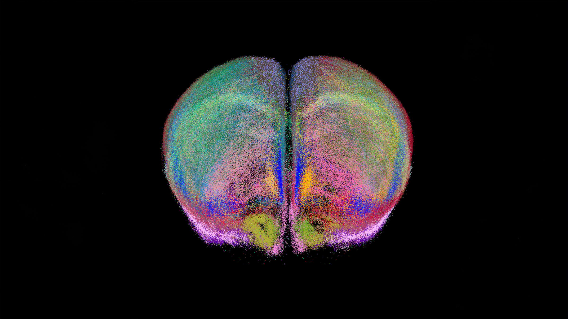 How vision sculpts the developing brain - Allen Institute