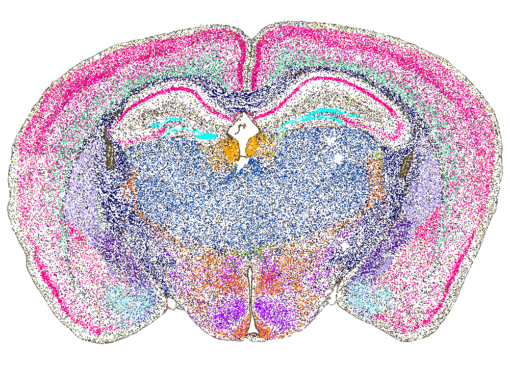 Unraveling the Complexity of the Mammalian Brain - Allen Institute