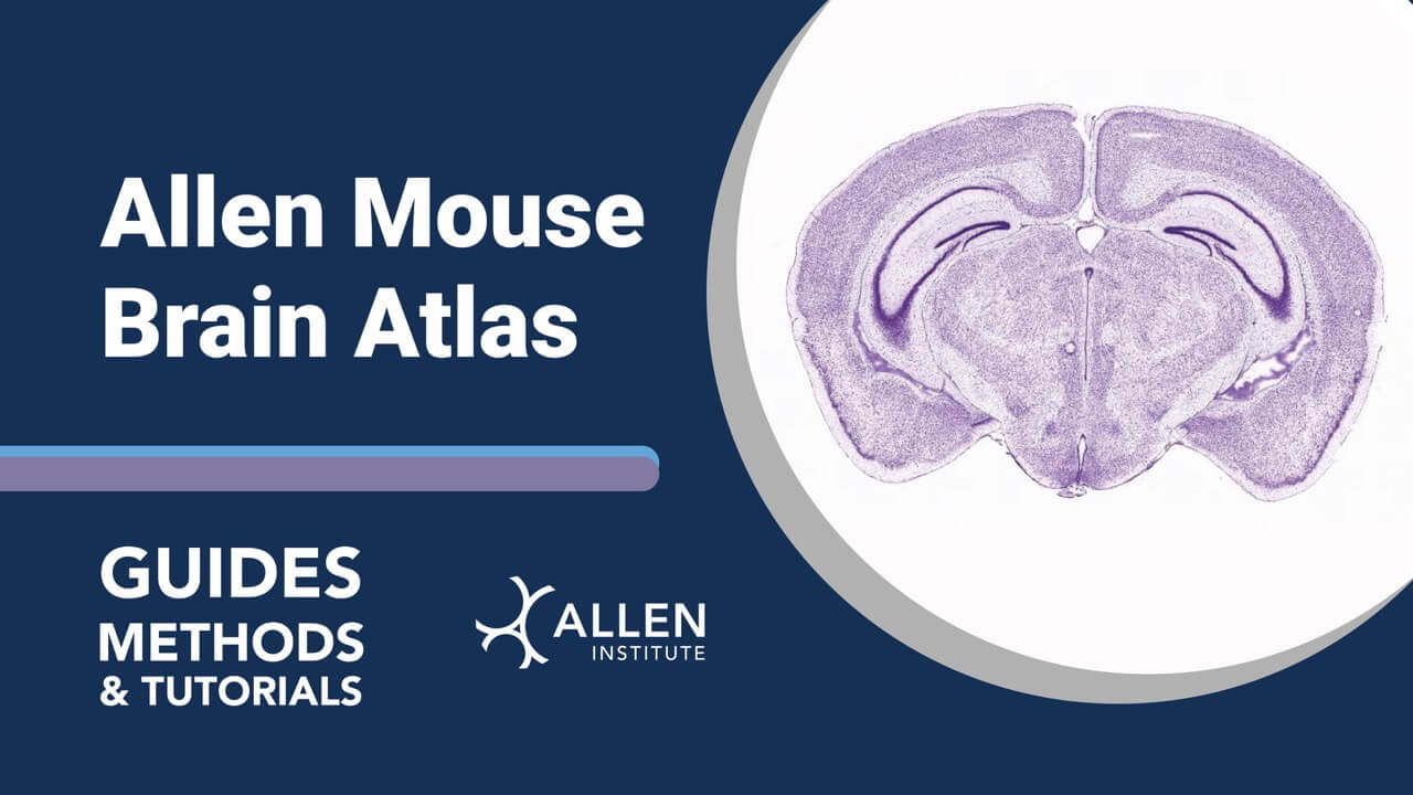Allen Mouse Brain Atlas Tutorial Allen Institute