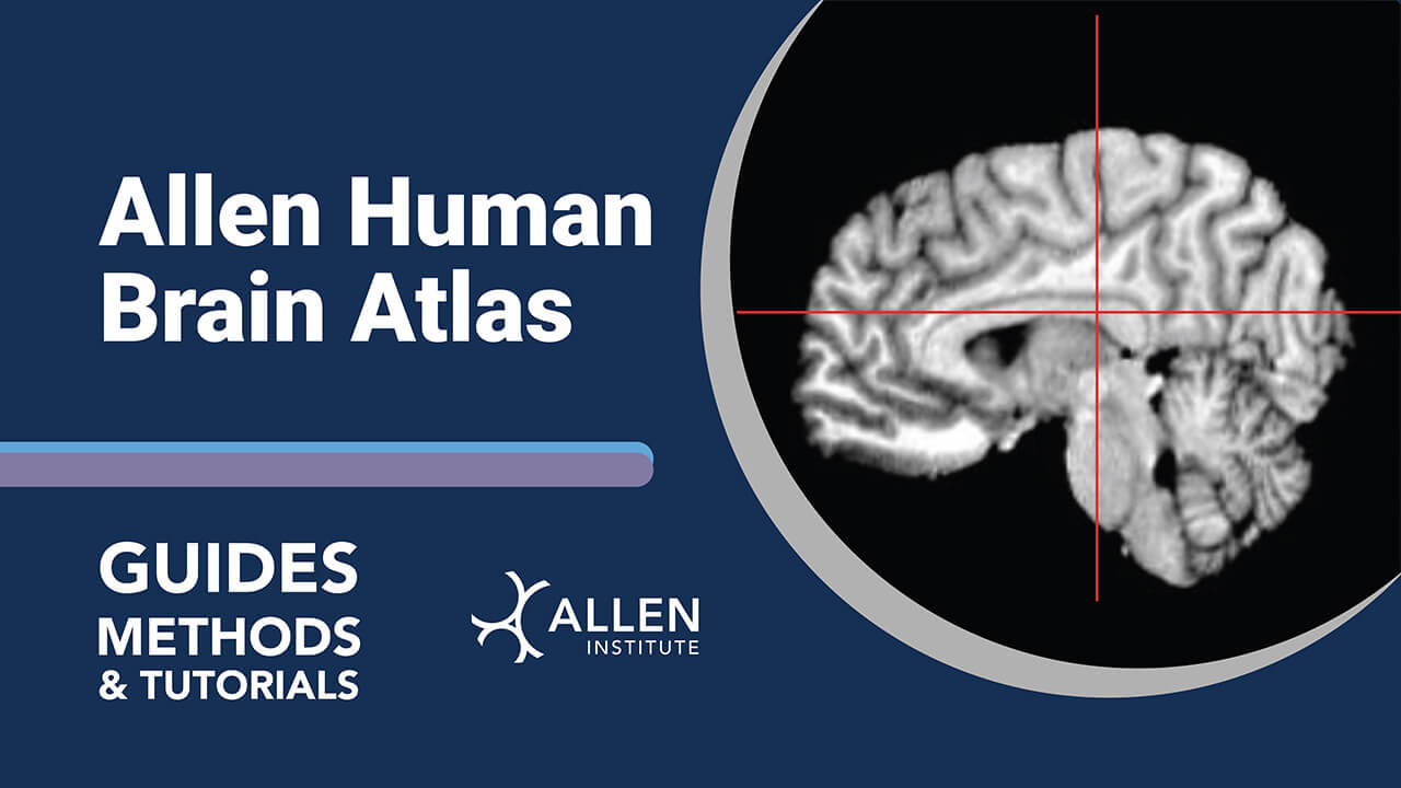 Allen Human Brain Atlas | Tutorial - Allen Institute
