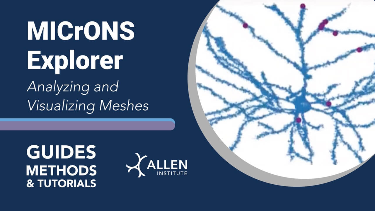 MICrONS Explorer: Analyzing and Visualizing Meshes | Tutorial - Allen Institute