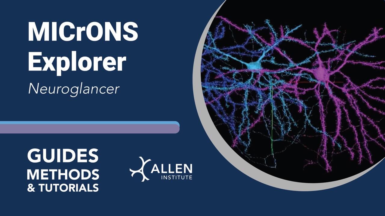 MICrONS Explorer: Neuroglancer | Tutorial - Allen Institute