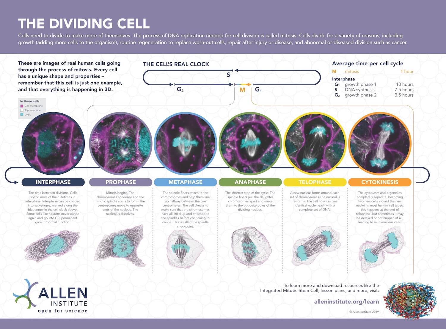 Education and STEM Resources, Events - Allen Institute