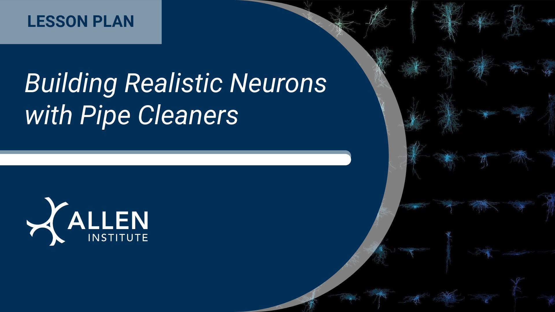 Building Realistic Neurons with Pipe Cleaners - Allen Institute