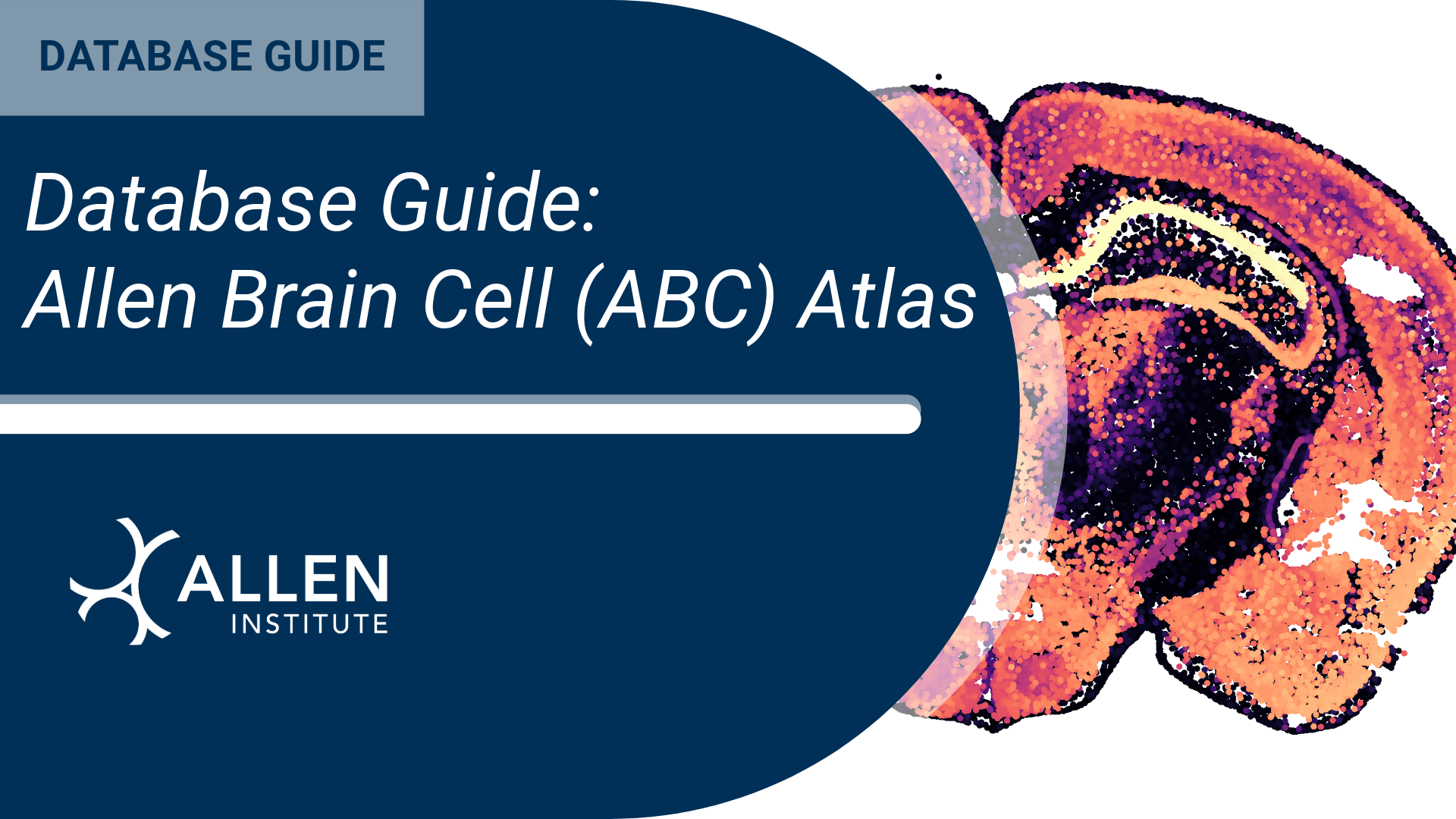Database Guide: Allen Brain Cell (ABC) Atlas - Allen Institute