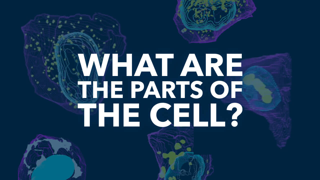 What Are the Parts of a Cell? - Allen Institute